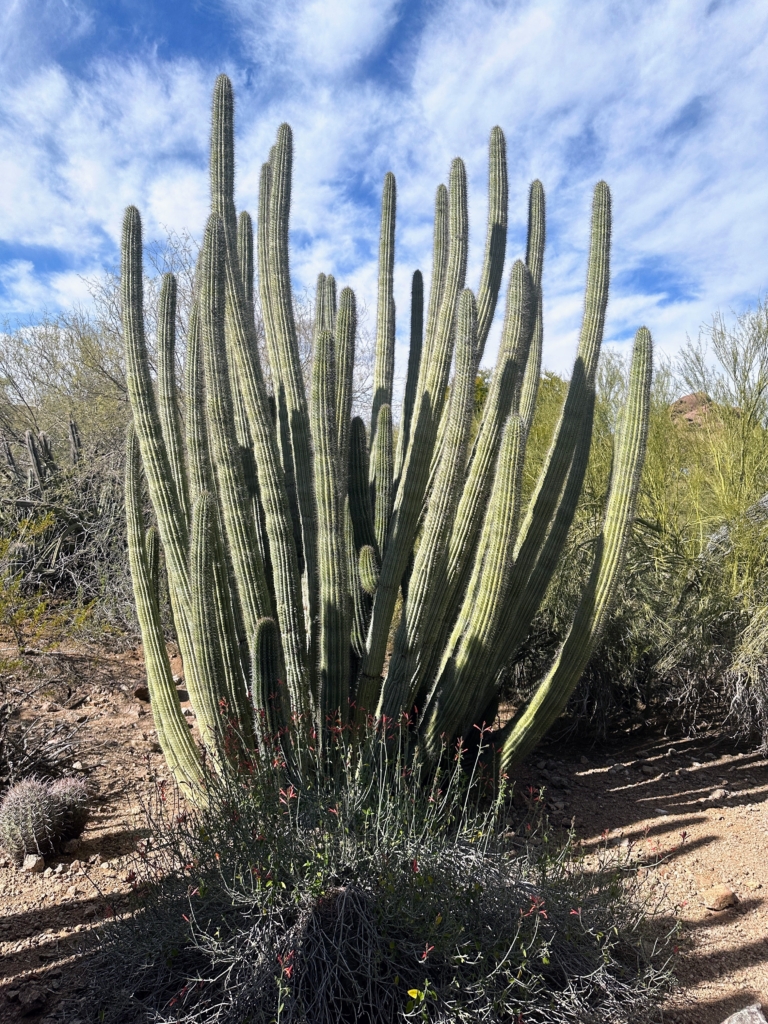 The Martha Stewart Blog : Blog Archive The Desert Botanical Garden in ...