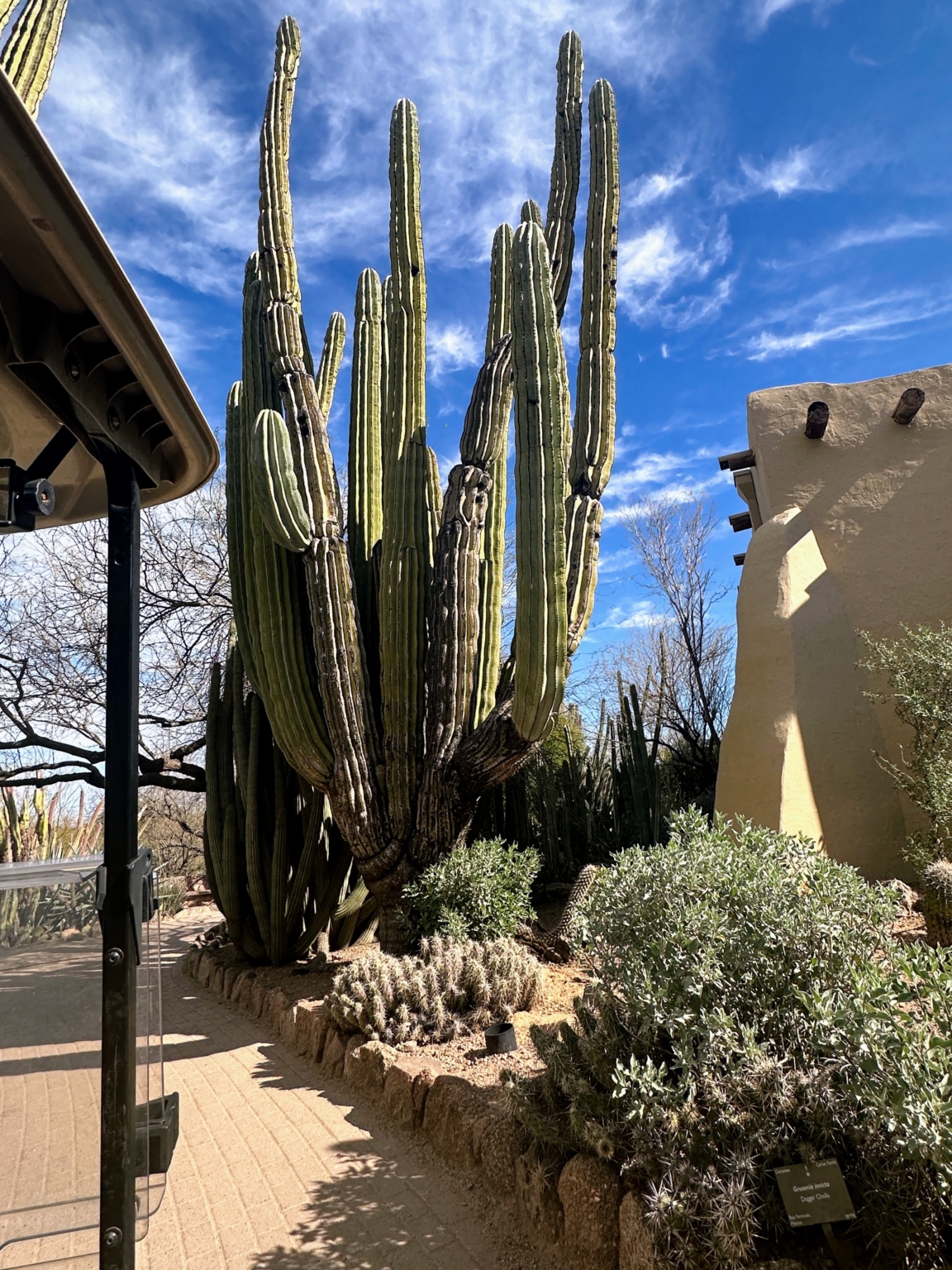 The Desert Botanical Garden in Phoenix, Arizona - The Martha Stewart Blog