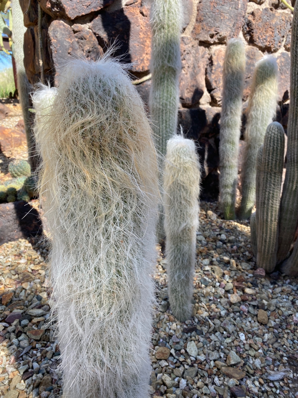 The Desert Botanical Garden in Phoenix, Arizona - The Martha Stewart Blog
