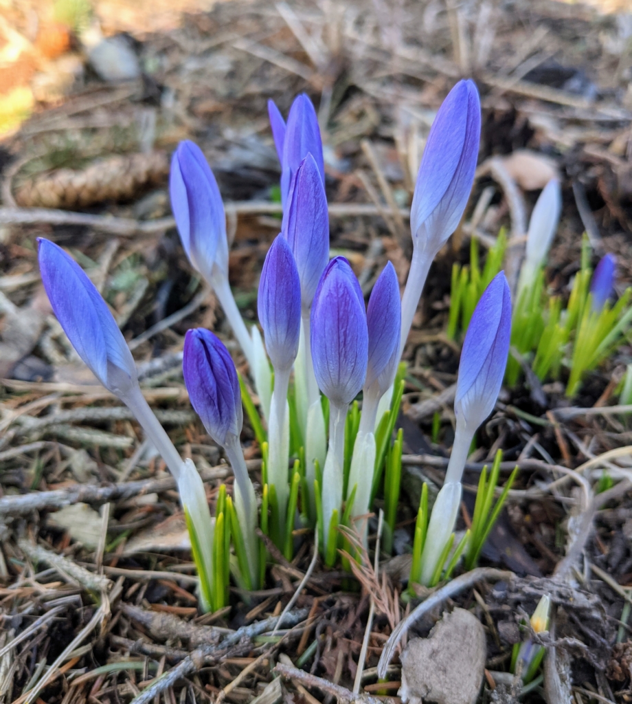 Signs of Spring at My Farm - The Martha Stewart Blog