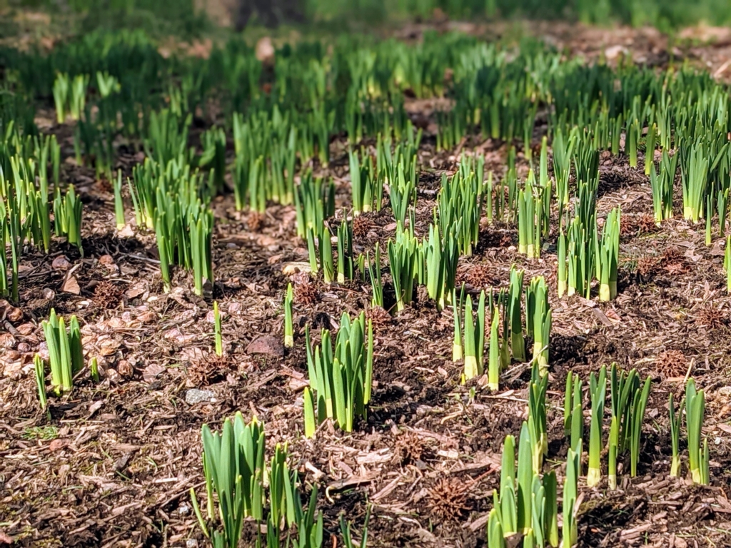Signs of Spring at My Farm - The Martha Stewart Blog