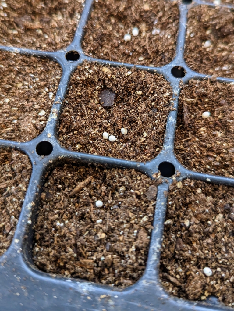 Seed Starting with Johnny's Selected Seeds - The Martha Stewart Blog