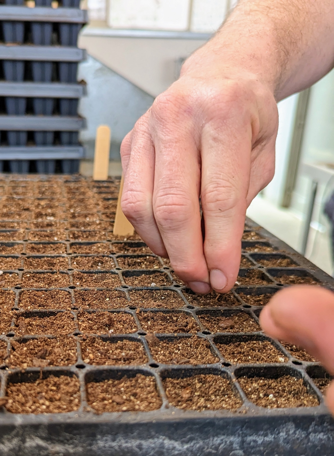 Seed Starting with Johnny's Selected Seeds - The Martha Stewart Blog