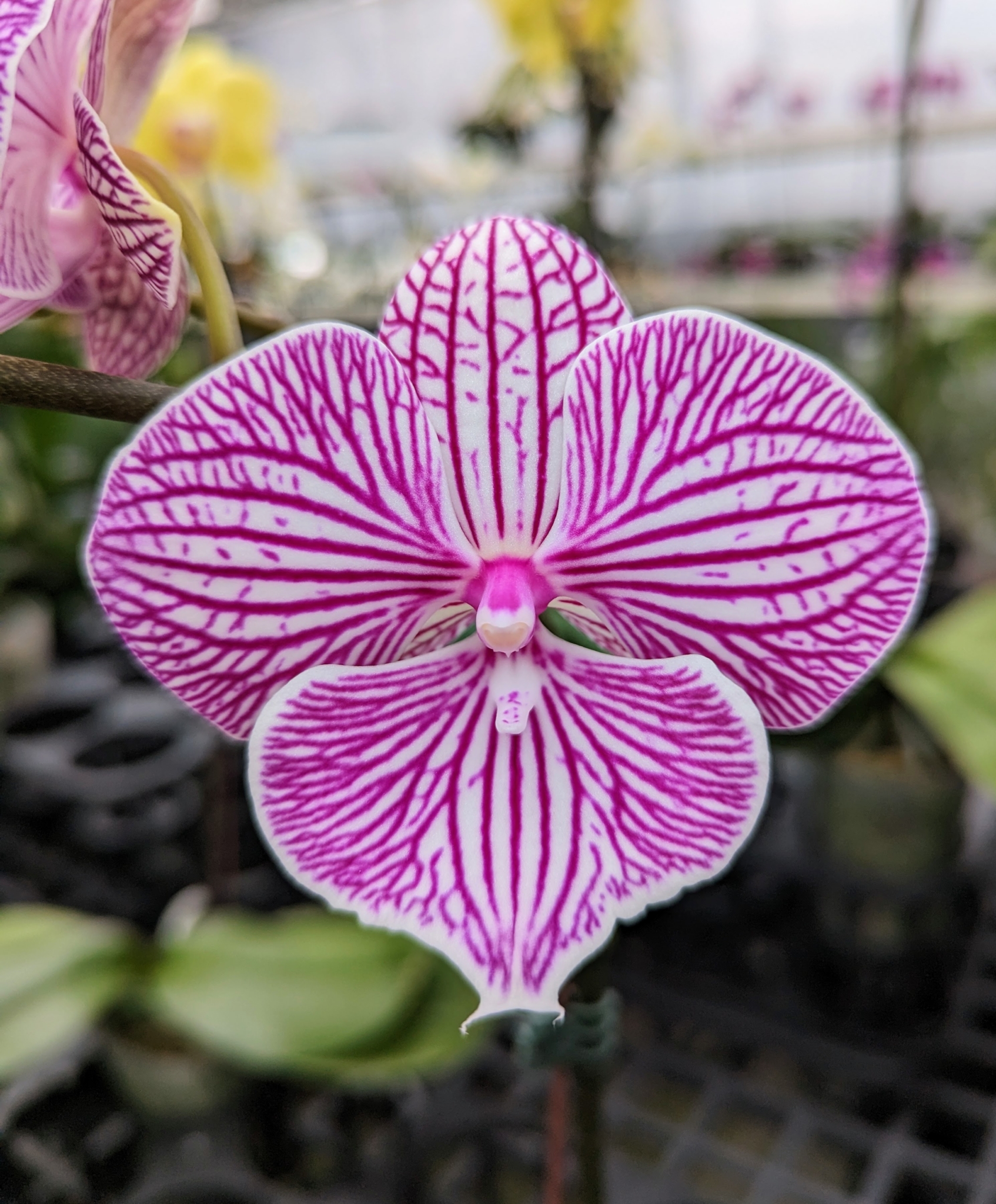 The Martha Stewart Blog : Blog Archive A Visit to White Plains Orchids ...