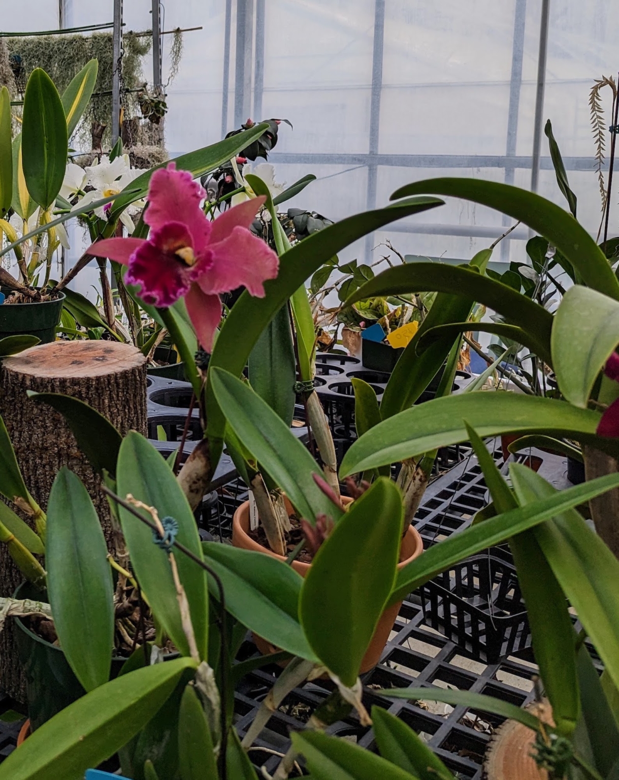 A Visit to White Plains Orchids - The Martha Stewart Blog