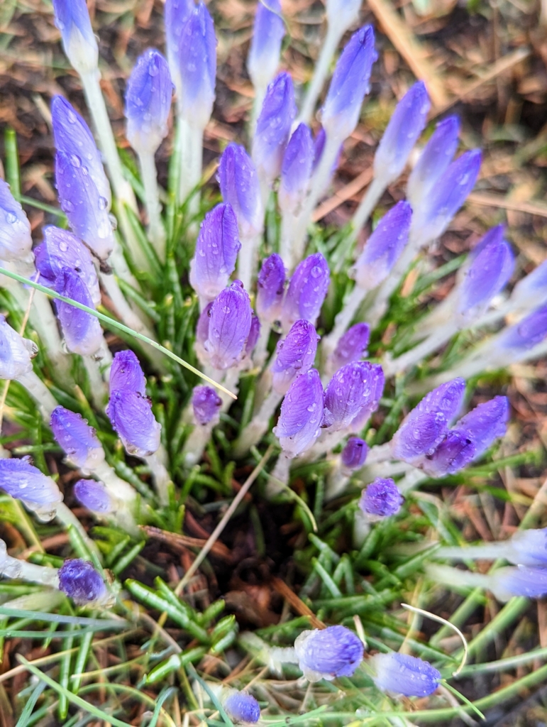 The Martha Stewart Blog : Blog Archive Signs of Spring at My Farm - The ...