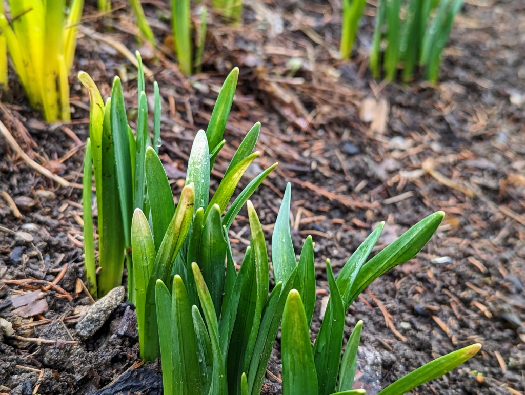 Signs of Spring at My Farm - The Martha Stewart Blog