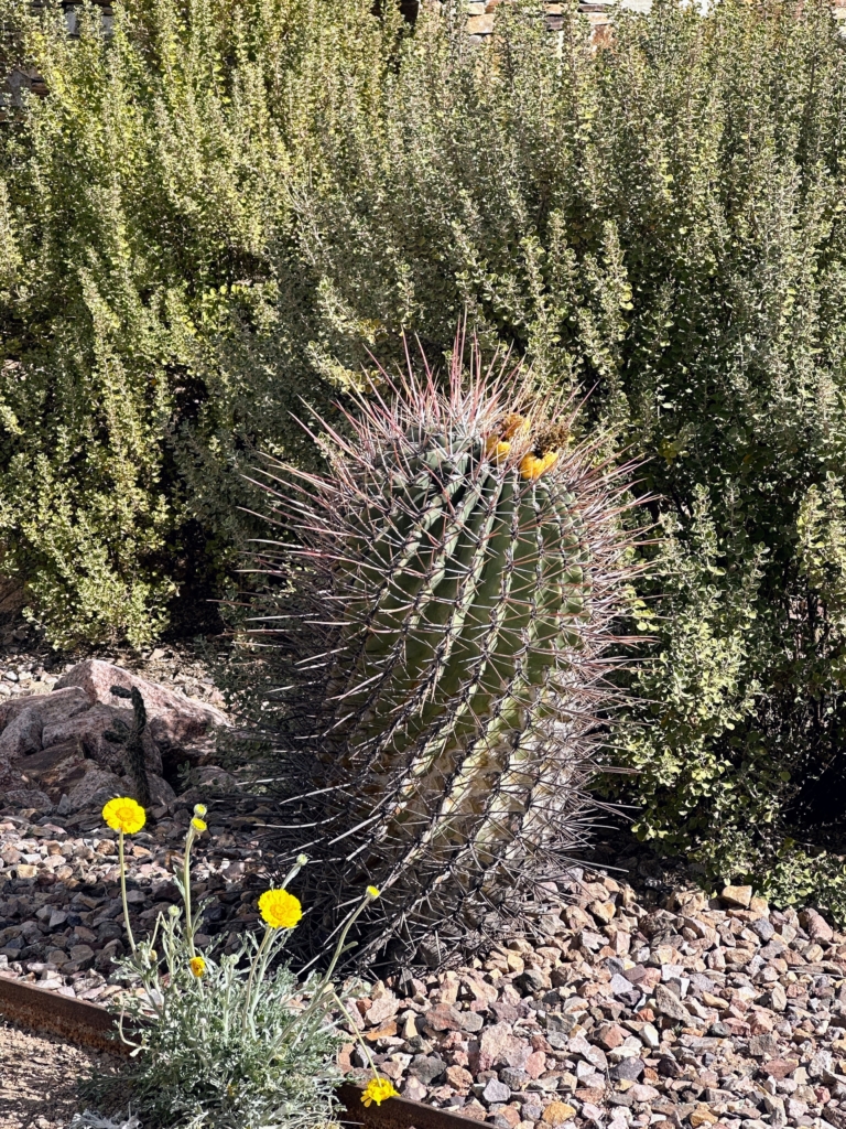 The Martha Stewart Blog : Blog Archive The Desert Botanical Garden in ...