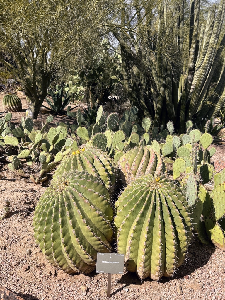 The Desert Botanical Garden in Phoenix, Arizona - The Martha Stewart Blog