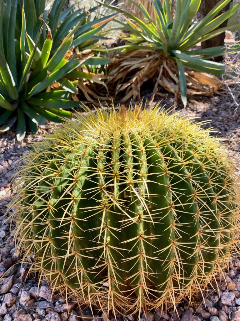 The Martha Stewart Blog : Blog Archive The Desert Botanical Garden in ...
