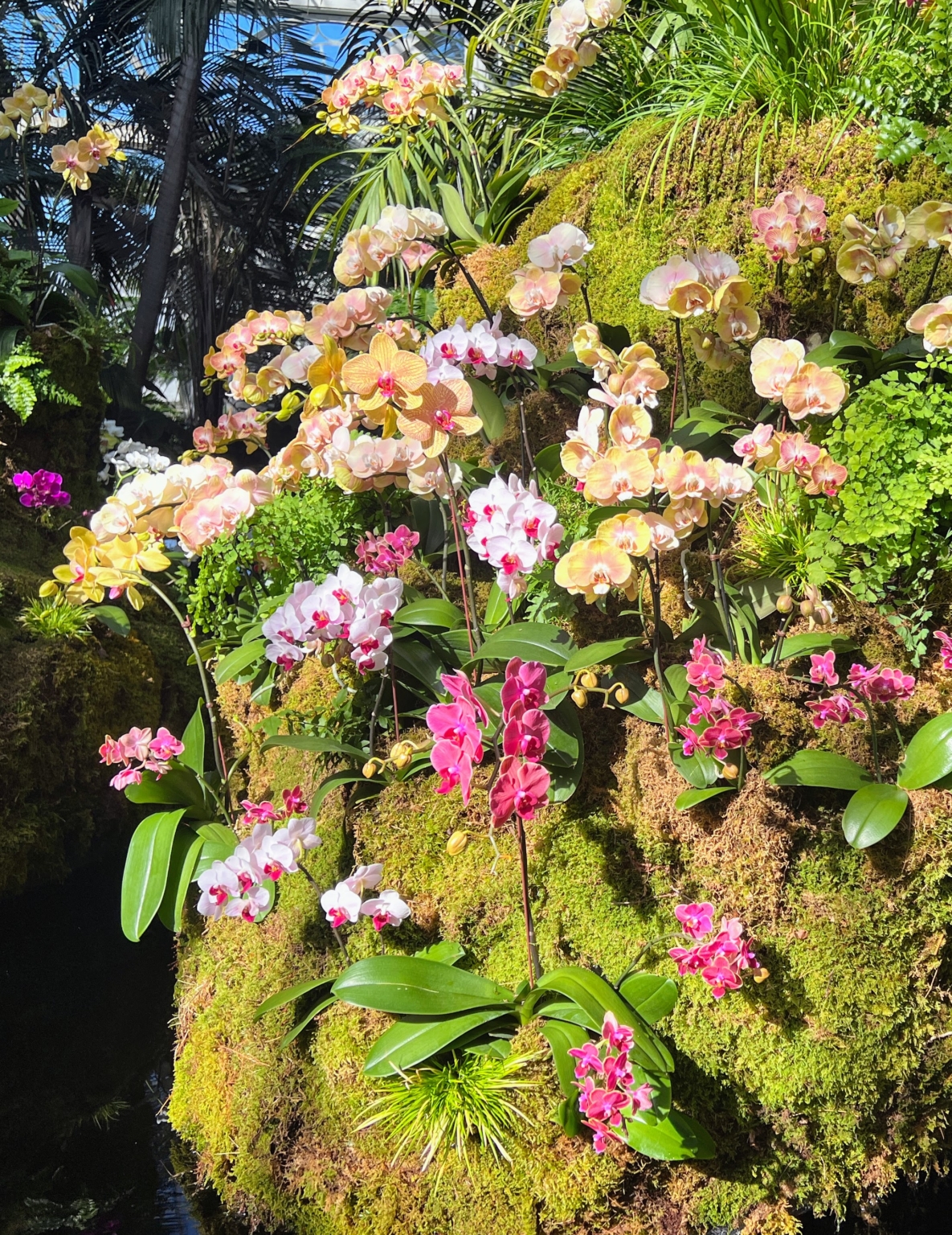 NYBG's 20th Annual Orchid Show 2023 - The Martha Stewart Blog
