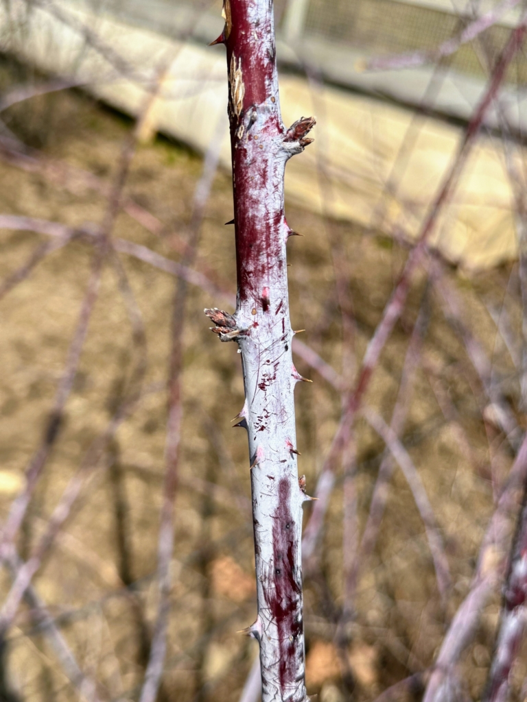 Pruning the Raspberry Bushes - The Martha Stewart Blog