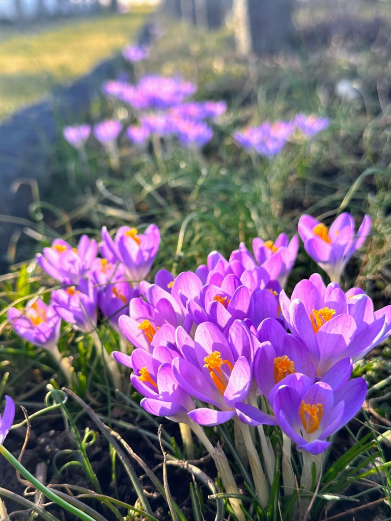 Spring Emergence Around My Farm 2023 - The Martha Stewart Blog