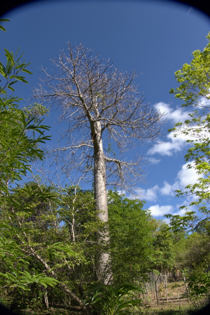 Blog Memories: Photos from My Trip to Madagascar, Part Two - The Martha ...