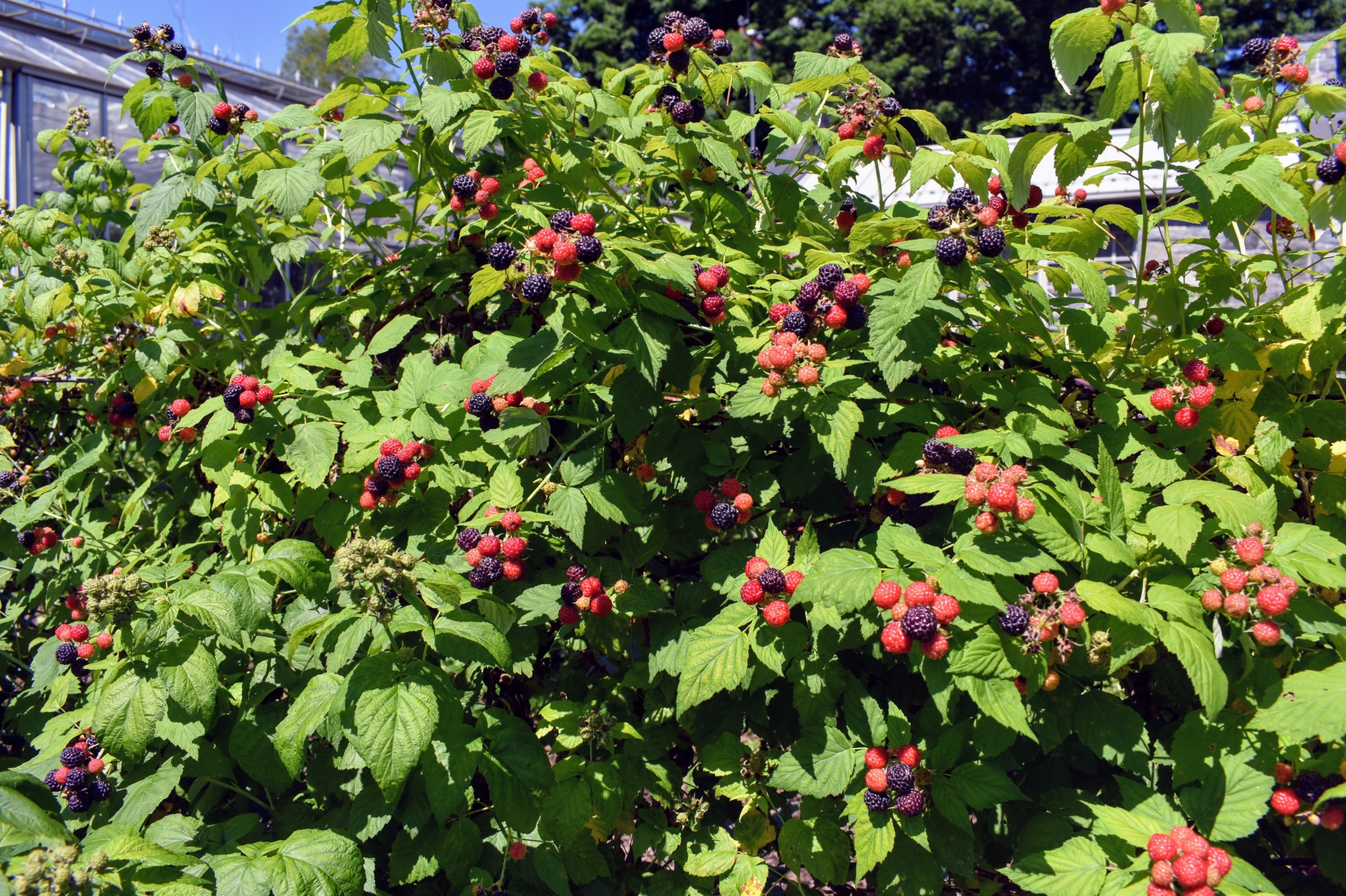Pruning the Raspberry Bushes - The Martha Stewart Blog