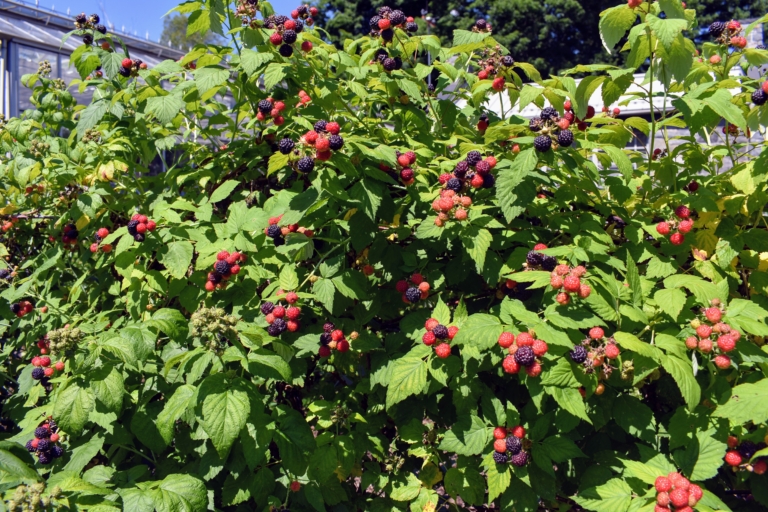 Pruning the Raspberry Bushes - The Martha Stewart Blog