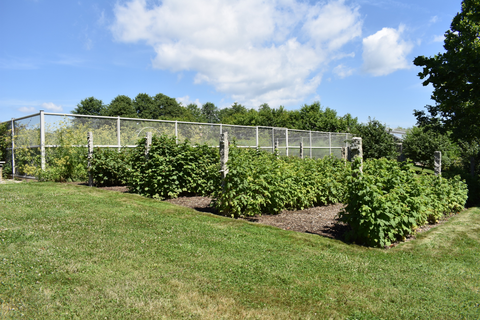 Pruning the Raspberry Bushes - The Martha Stewart Blog