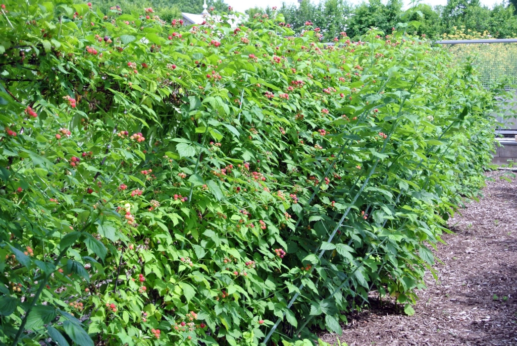 Pruning the Raspberry Bushes - The Martha Stewart Blog