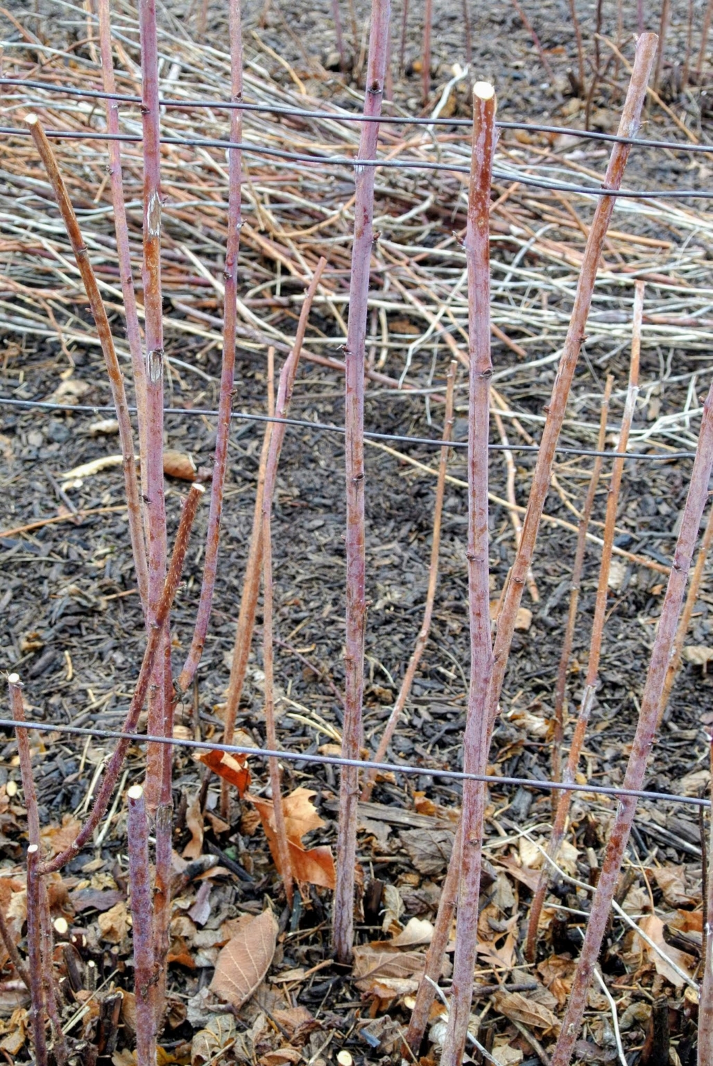 Pruning the Raspberry Bushes - The Martha Stewart Blog