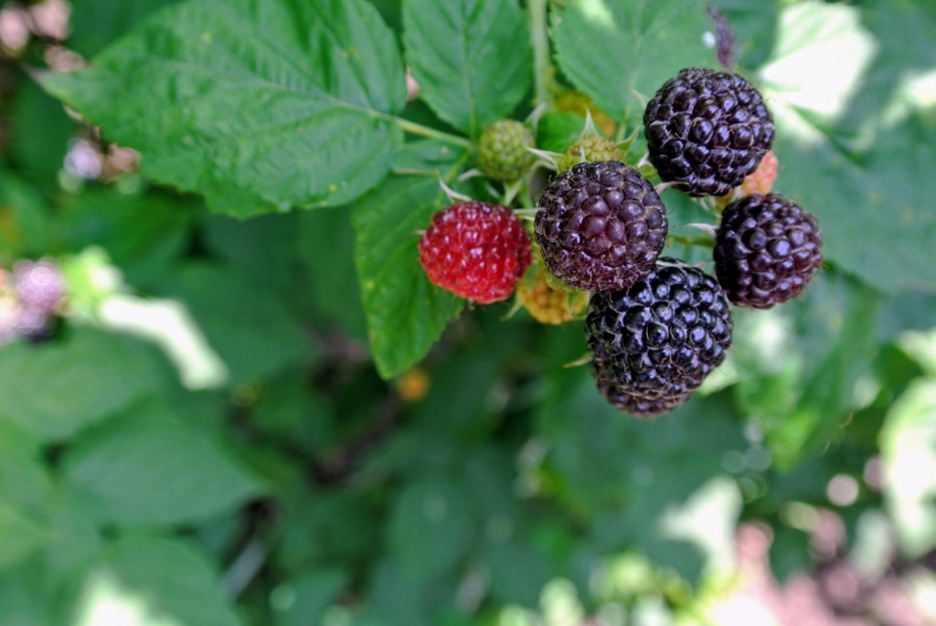 Pruning the Raspberry Bushes - The Martha Stewart Blog