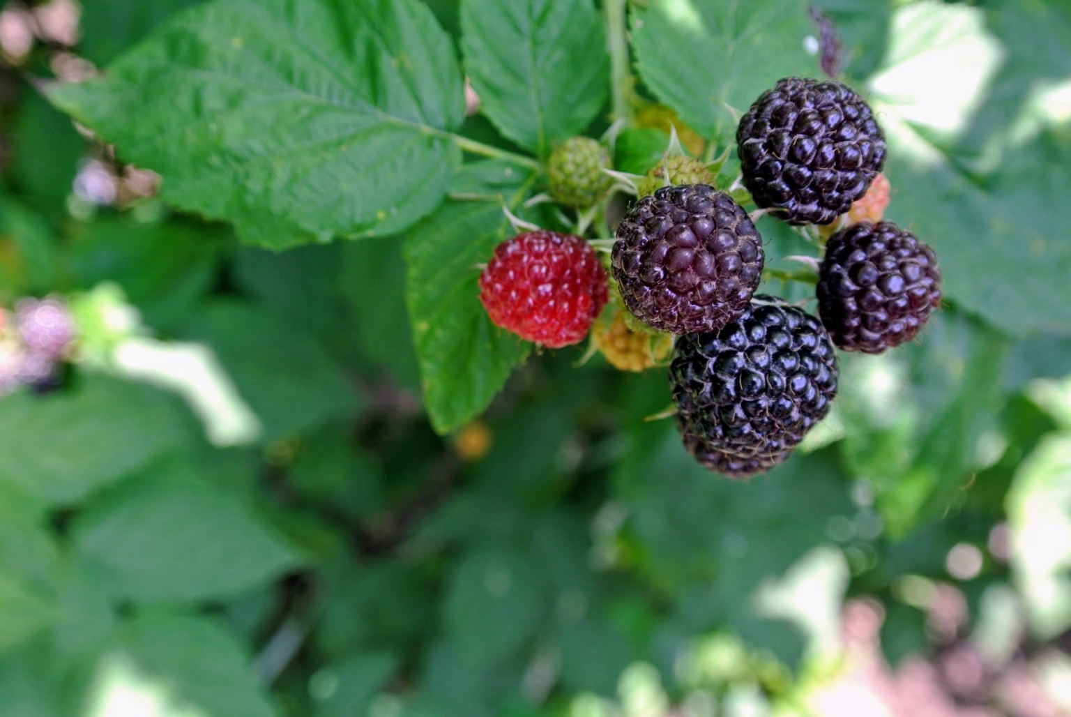 Pruning the Raspberry Bushes - The Martha Stewart Blog