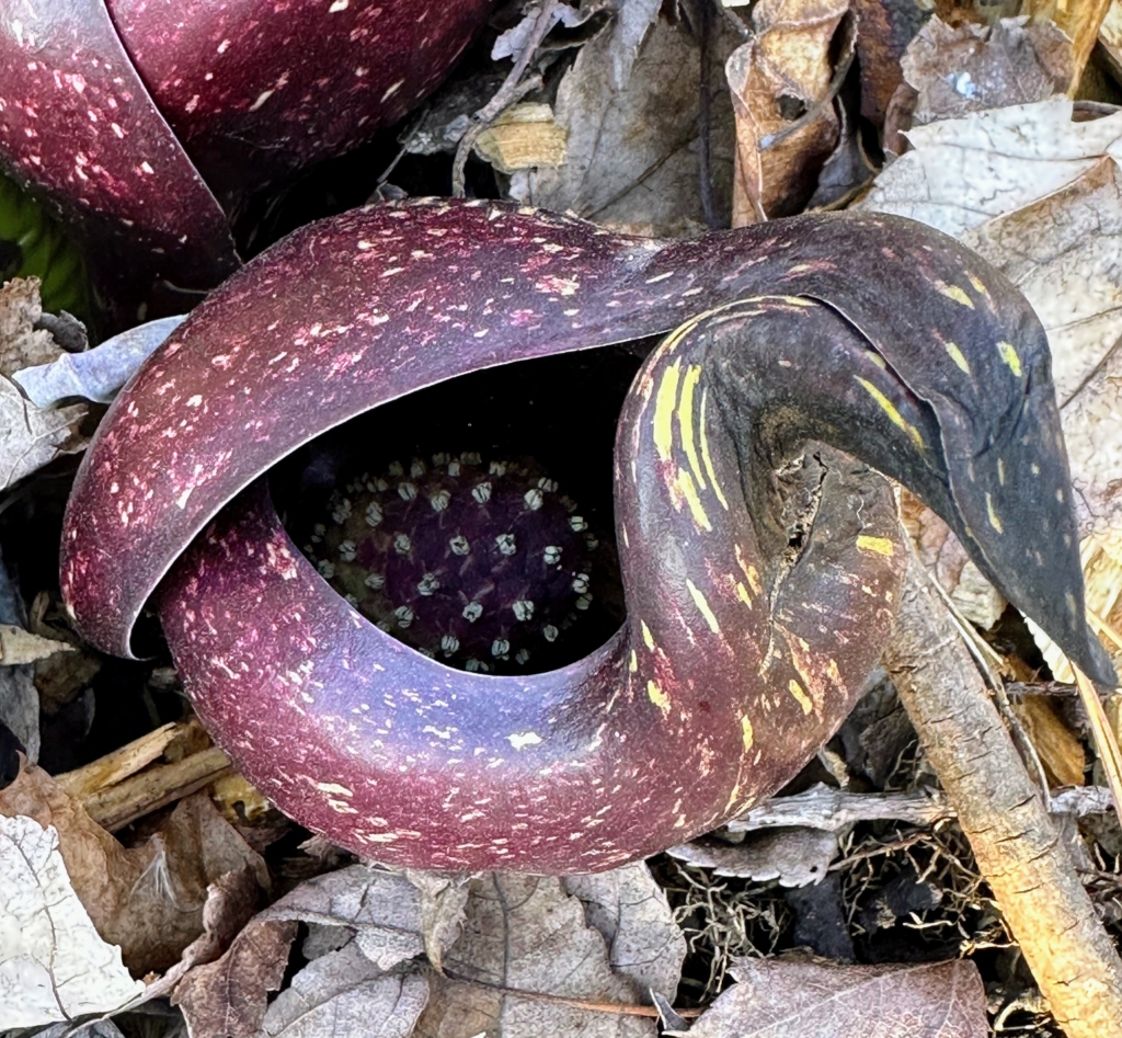 Spring Emergence Around My Farm 2023 - The Martha Stewart Blog