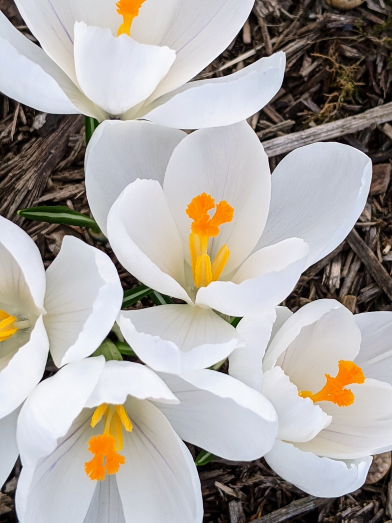 Spring Emergence Around My Farm 2023 - The Martha Stewart Blog