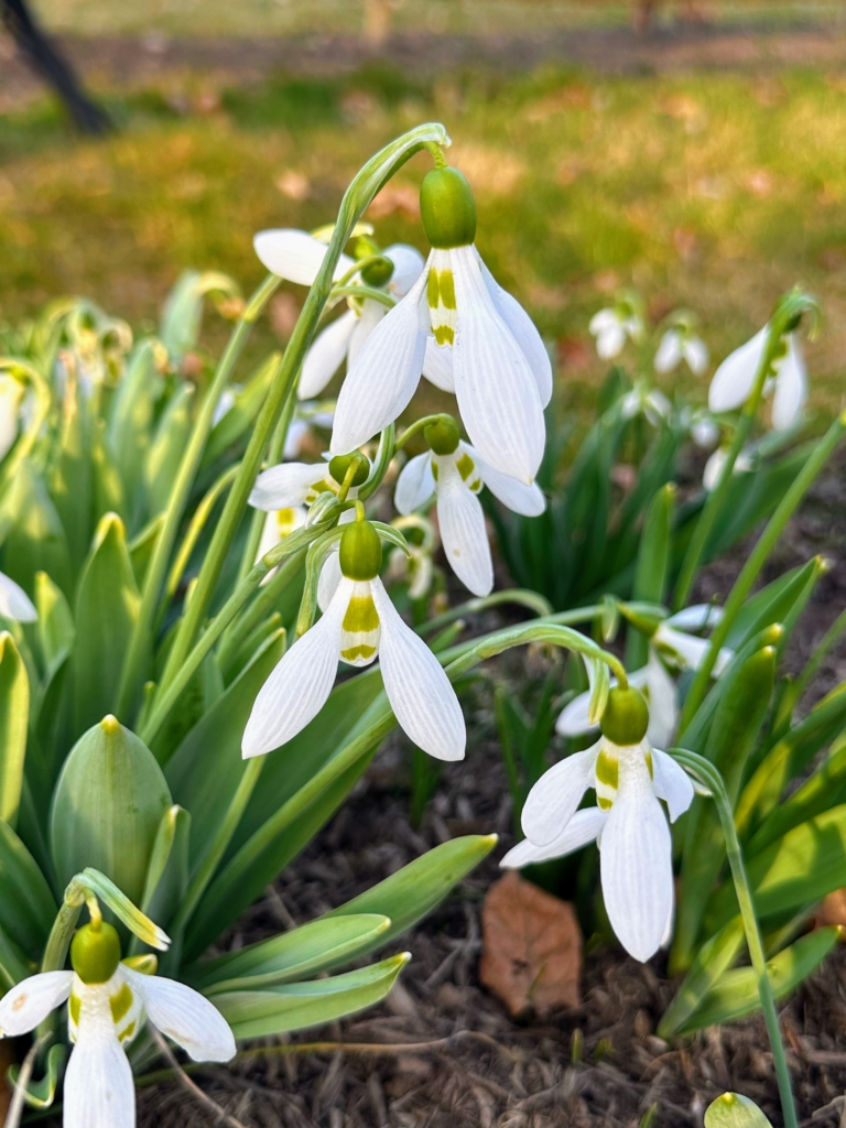 Spring Emergence Around My Farm 2023 - The Martha Stewart Blog