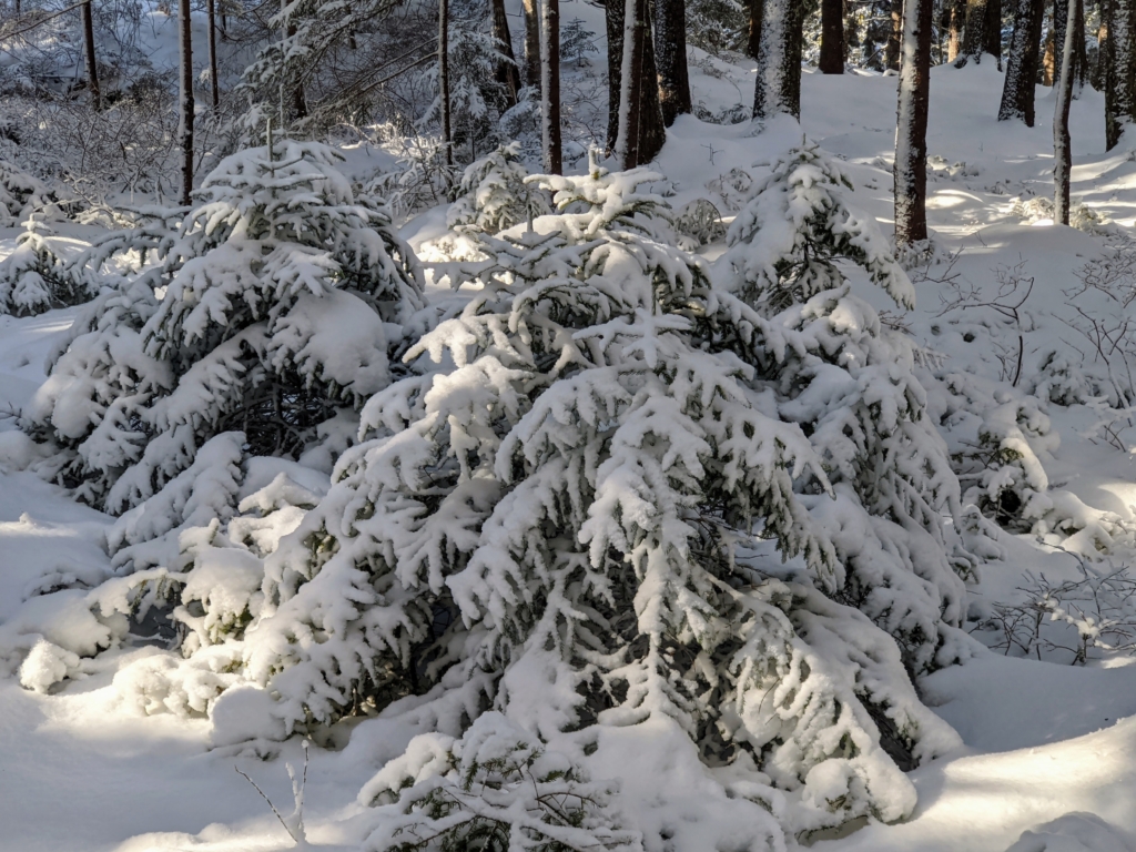 The Martha Stewart Blog : Blog Archive Snow Falls Over Skylands - The ...