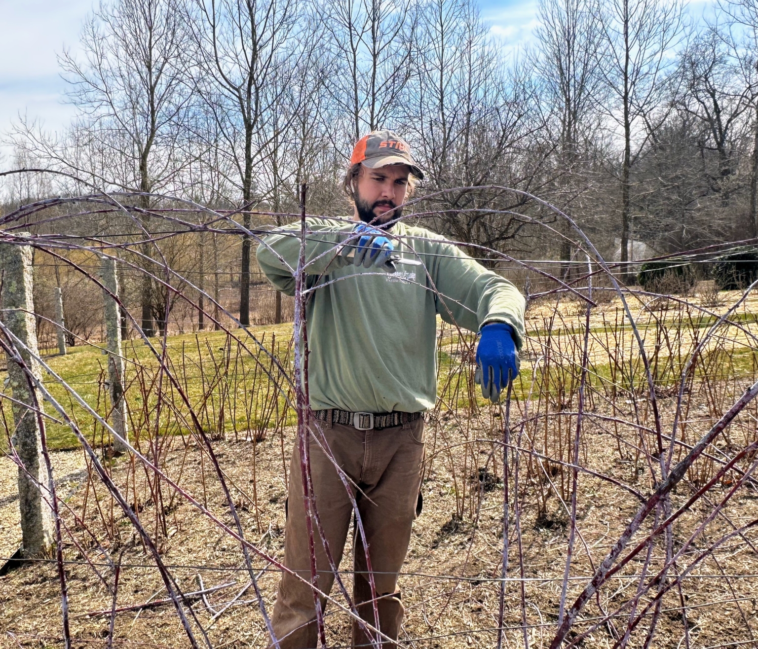 Pruning the Raspberry Bushes - The Martha Stewart Blog