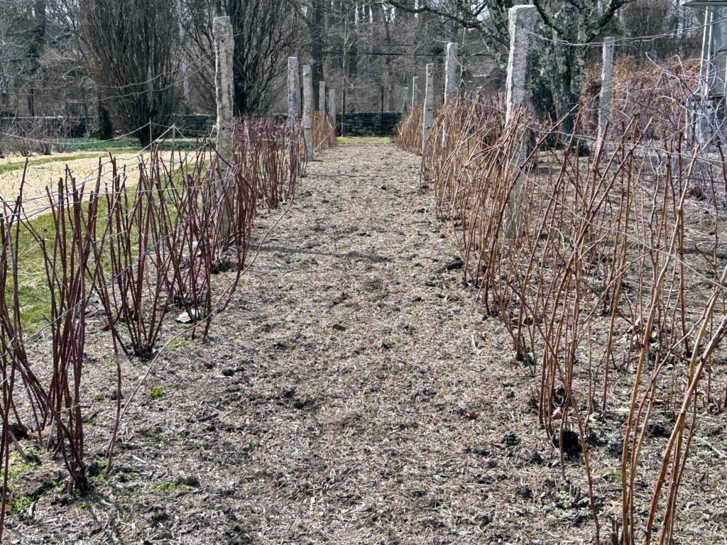 Pruning the Raspberry Bushes - The Martha Stewart Blog