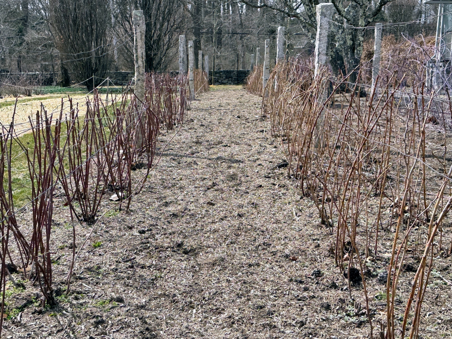 Pruning the Raspberry Bushes - The Martha Stewart Blog