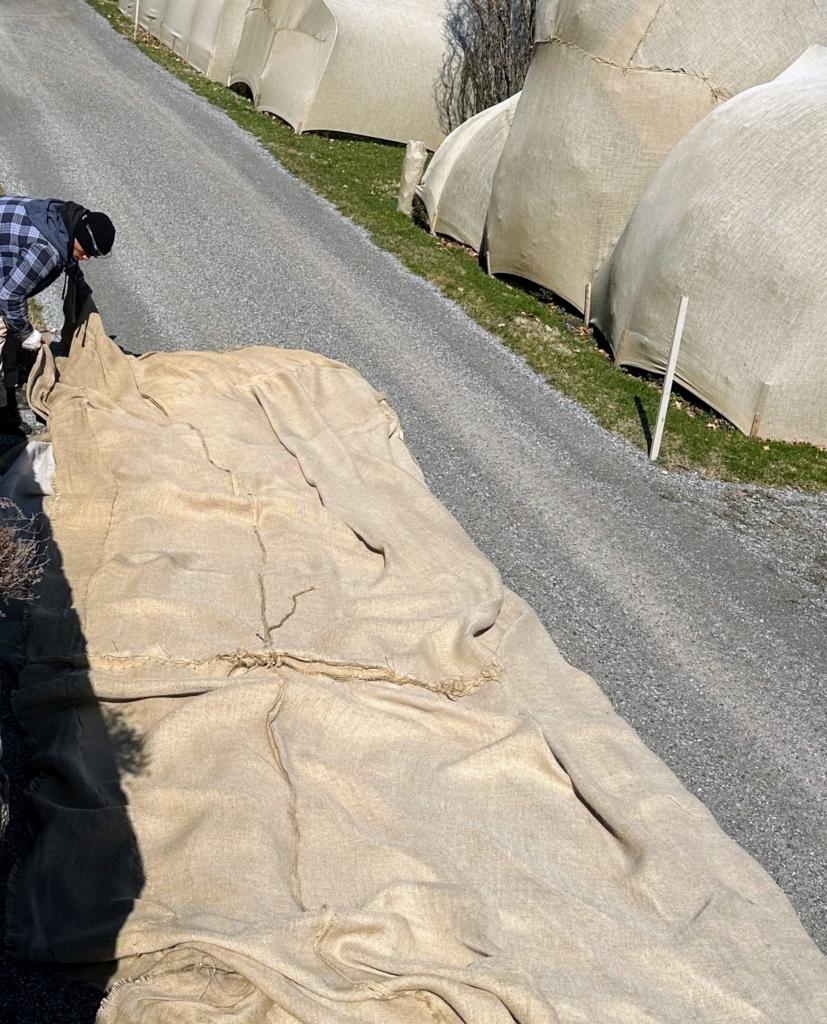The Big Burlap Removal Process Begins at My Farm - The Martha Stewart Blog