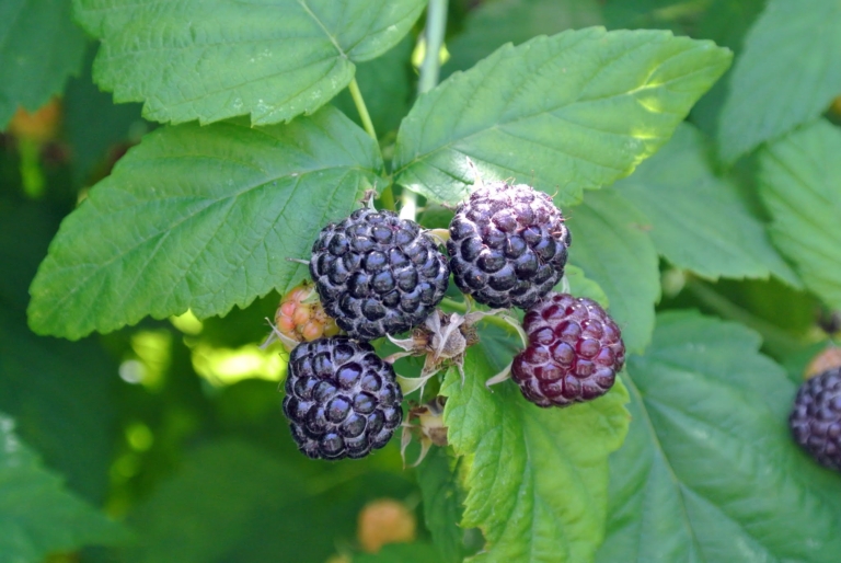 Pruning the Raspberry Bushes - The Martha Stewart Blog