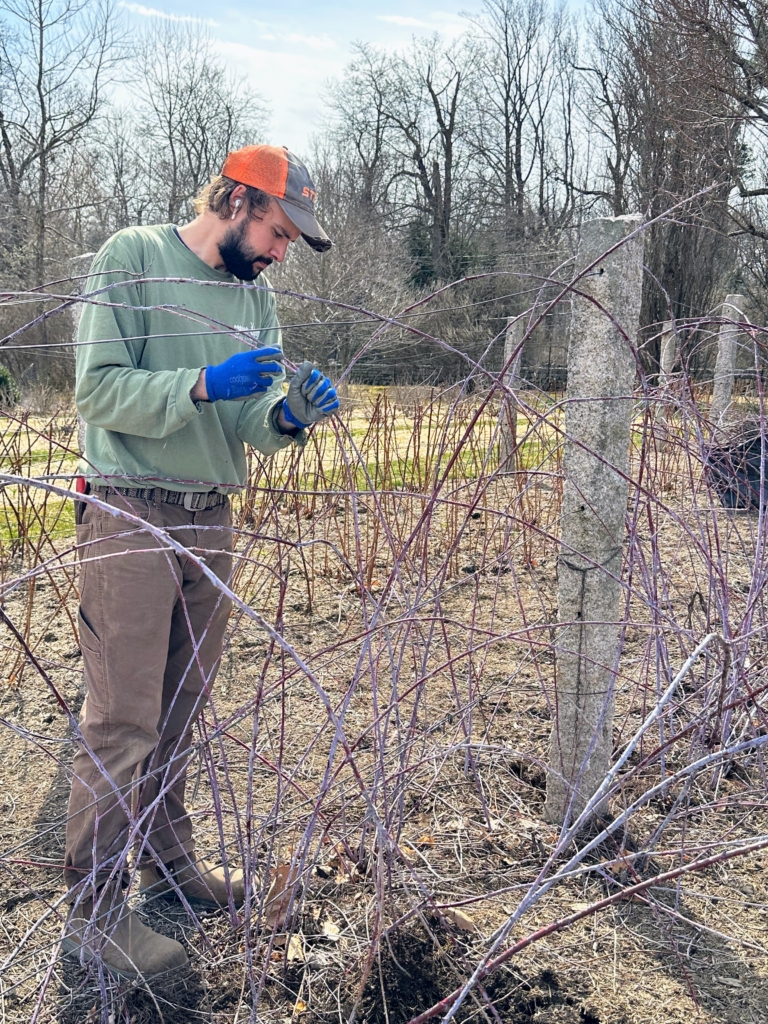Pruning the Raspberry Bushes - The Martha Stewart Blog