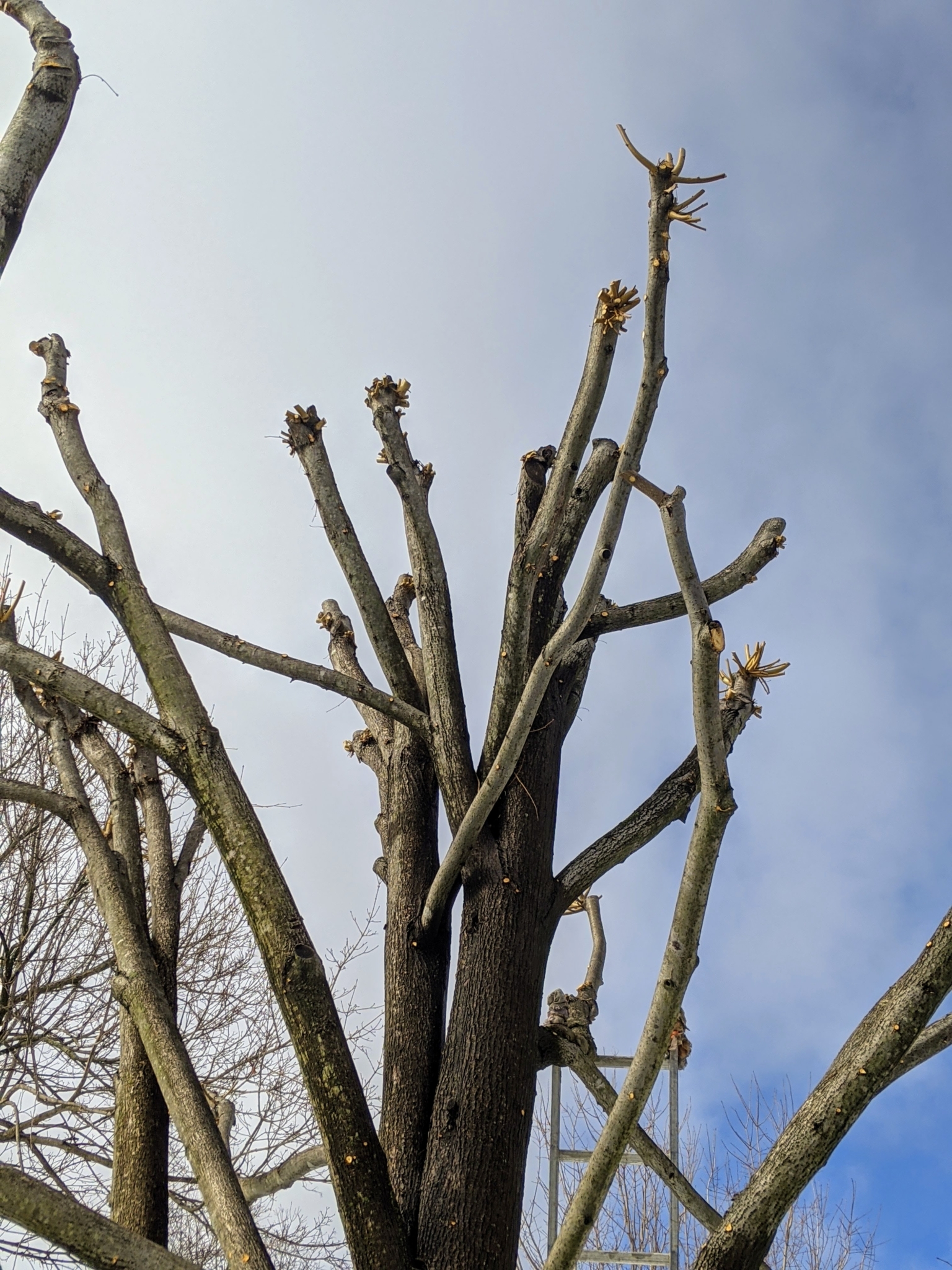 The Martha Stewart Blog : Blog Archive Pollarding My Linden Trees - The ...