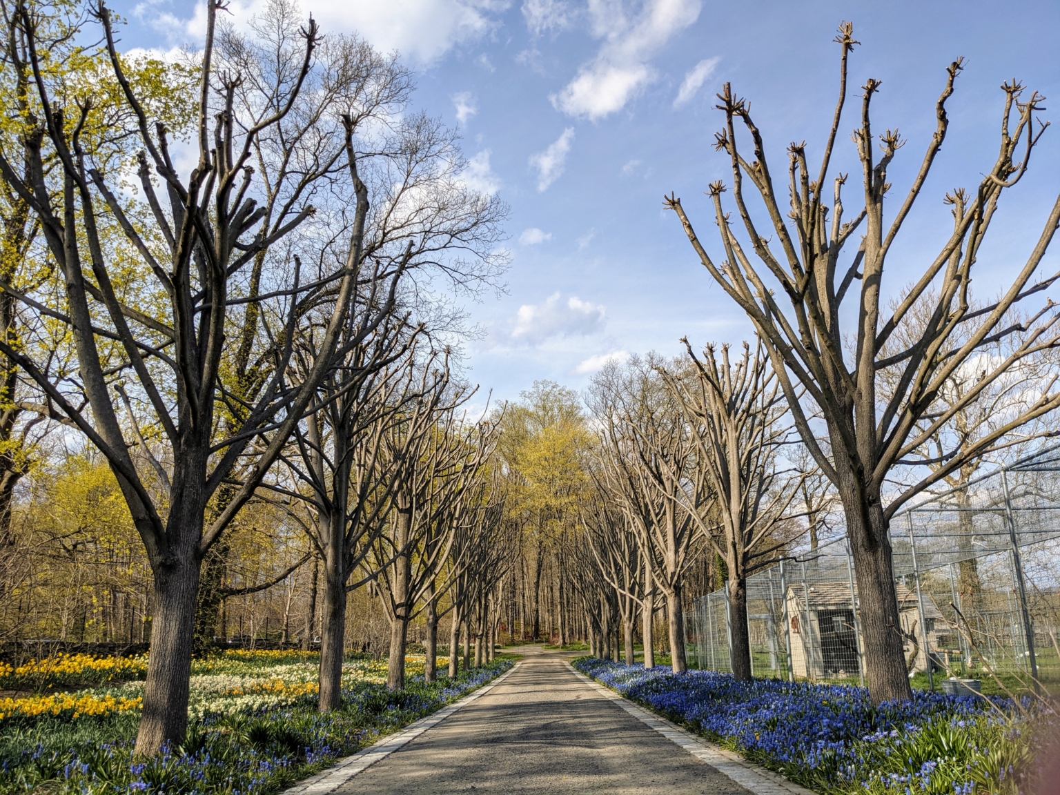 The Martha Stewart Blog : Blog Archive Pollarding My Linden Trees - The ...