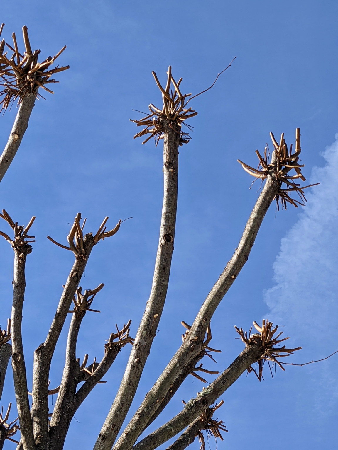 Pollarding My Linden Trees - The Martha Stewart Blog