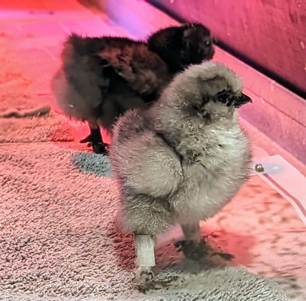 Growing and Thriving Chicks at My Farm - The Martha Stewart Blog