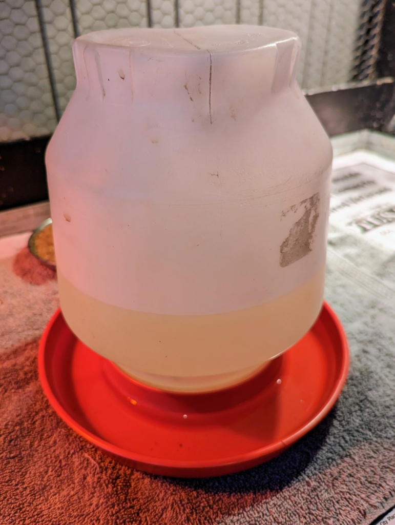 Growing and Thriving Chicks at My Farm - The Martha Stewart Blog