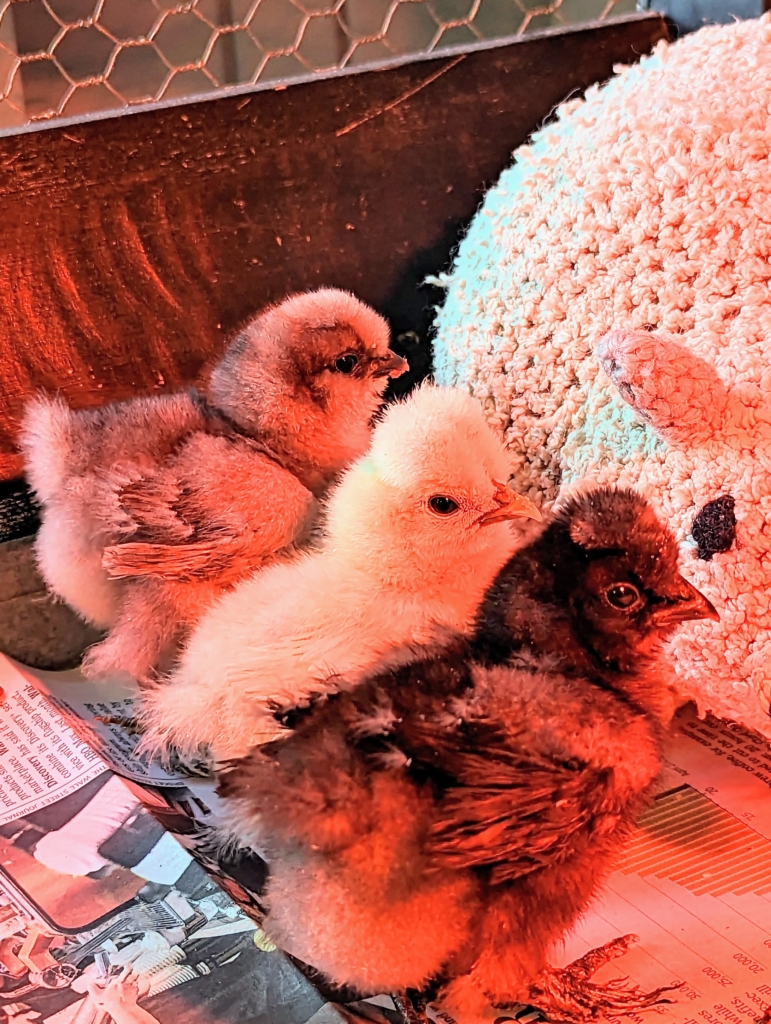 Growing and Thriving Chicks at My Farm - The Martha Stewart Blog