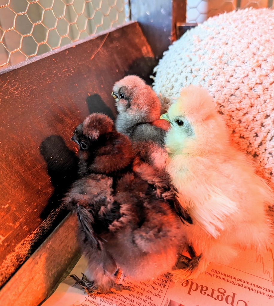 Growing and Thriving Chicks at My Farm - The Martha Stewart Blog