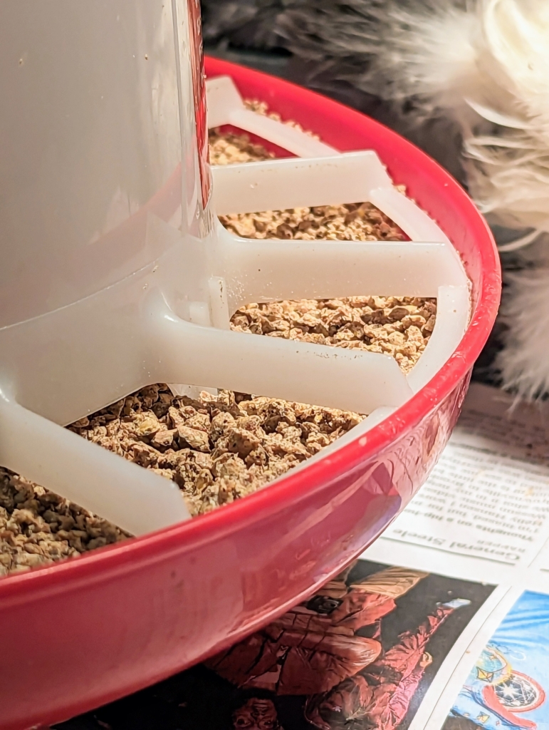 Growing and Thriving Chicks at My Farm - The Martha Stewart Blog