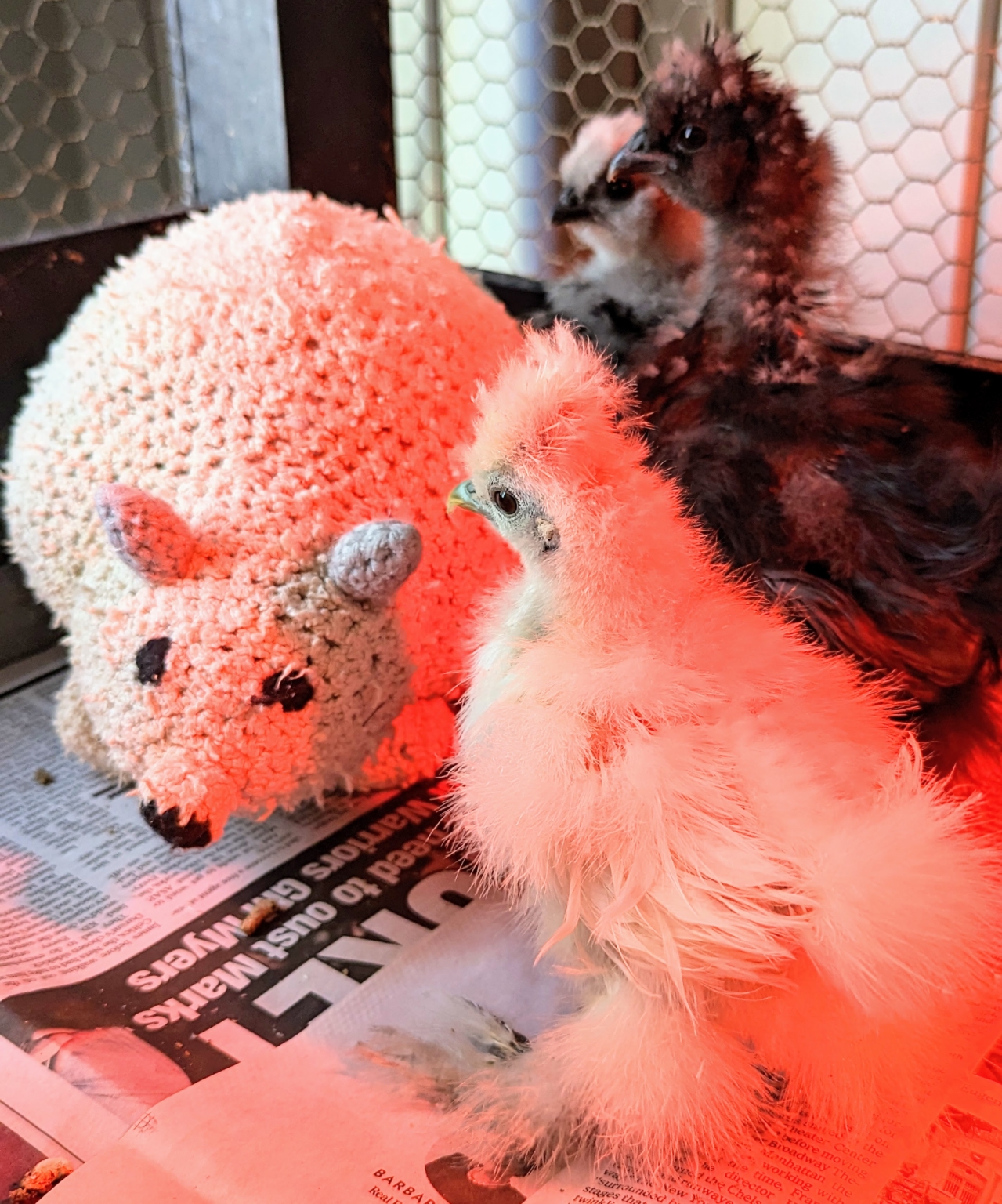 Growing and Thriving Chicks at My Farm - The Martha Stewart Blog