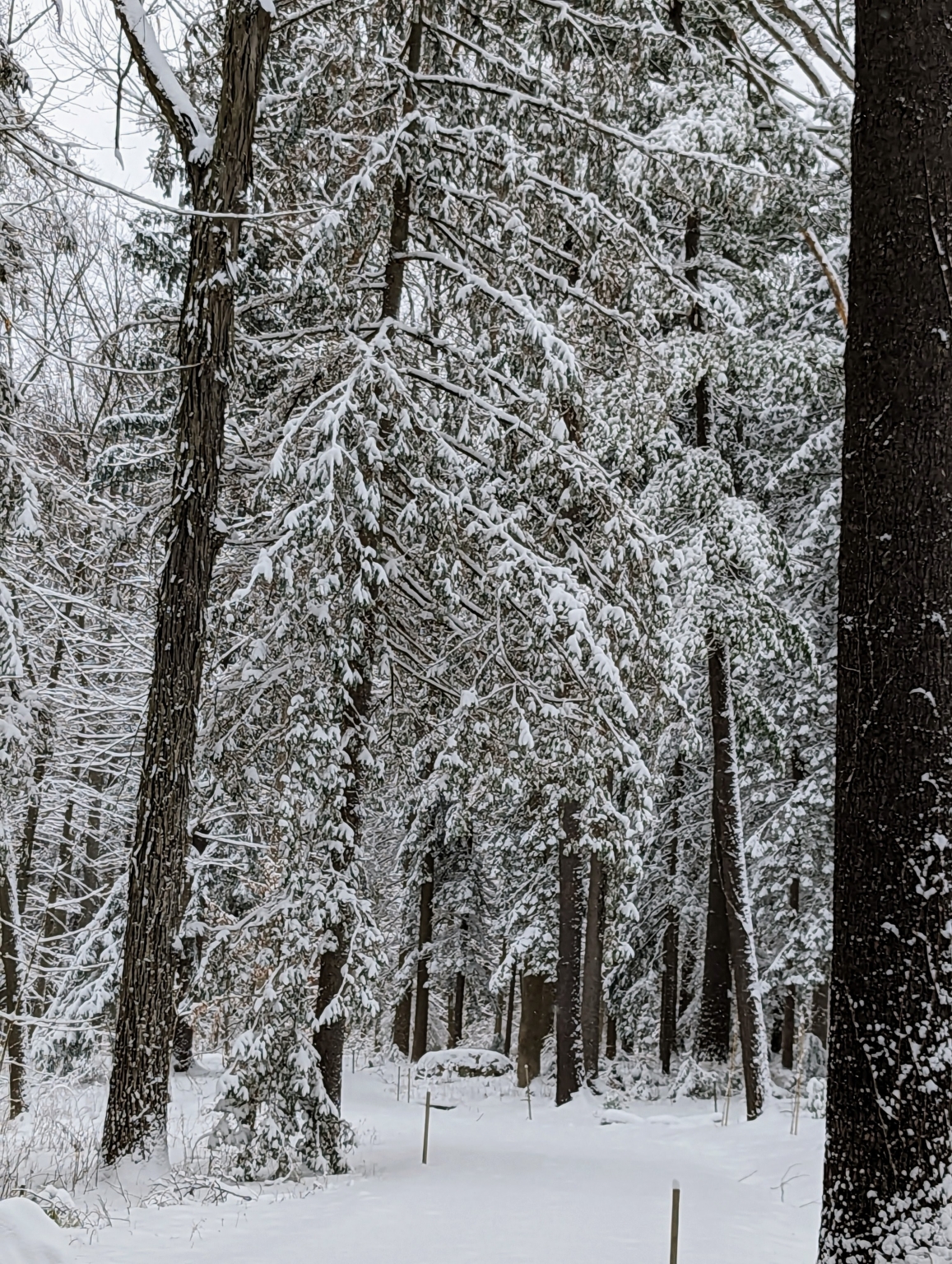 A Late February Snow at My Farm - The Martha Stewart Blog