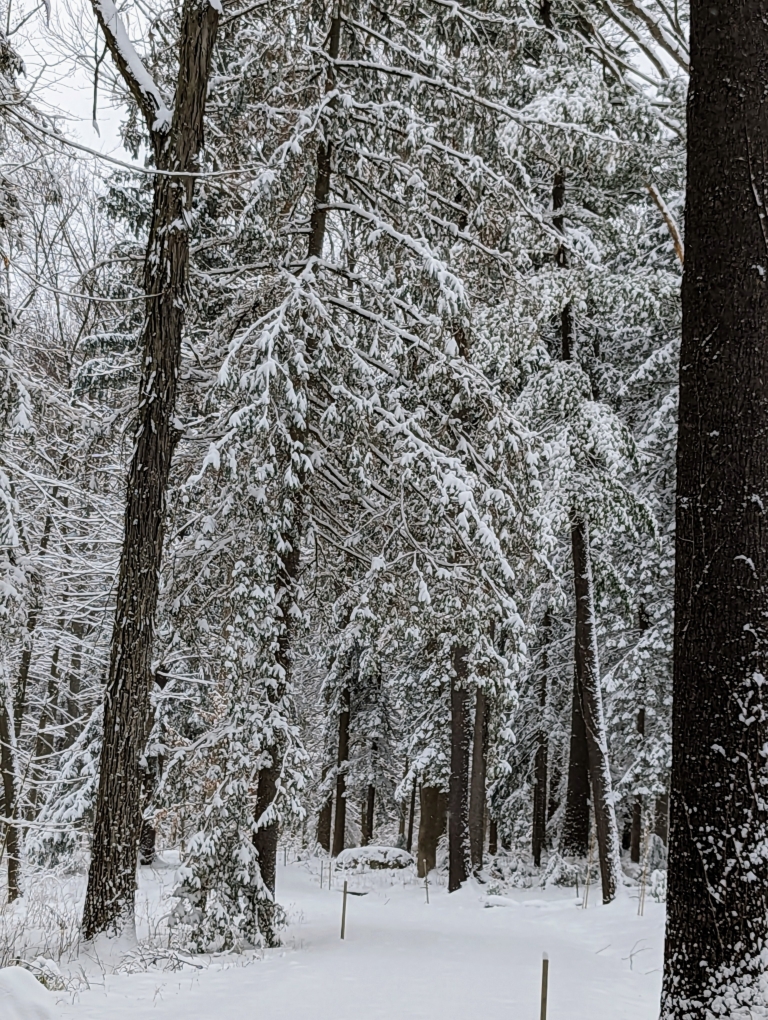 The Martha Stewart Blog : Blog Archive A Late February Snow at My Farm ...