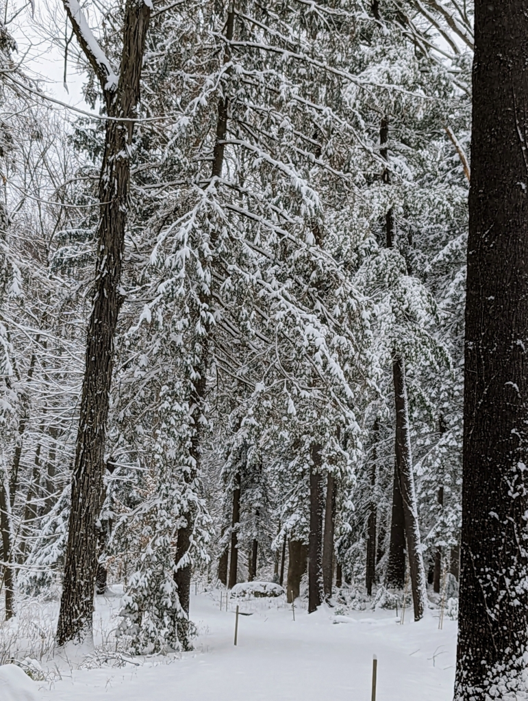 The Martha Stewart Blog : Blog Archive A Late February Snow at My Farm ...