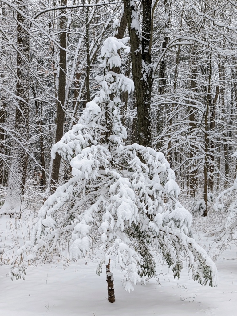 The Martha Stewart Blog : Blog Archive A Late February Snow at My Farm ...