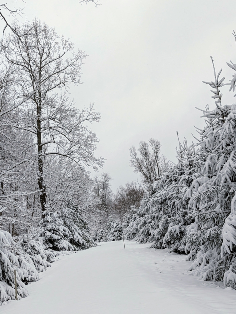 The Martha Stewart Blog : Blog Archive A Late February Snow at My Farm ...