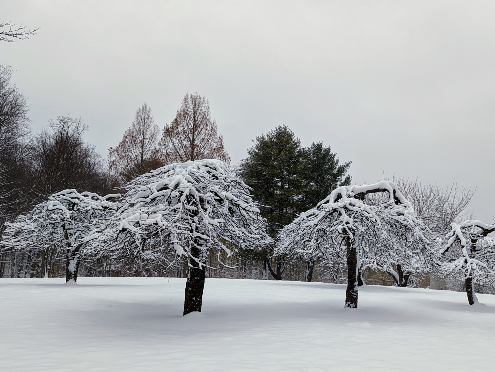 The Martha Stewart Blog : Blog Archive A Late February Snow at My Farm ...